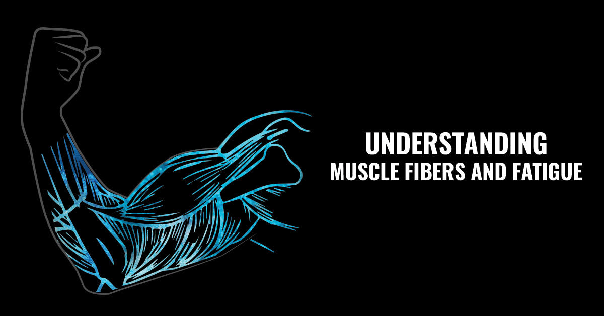 Understanding the Muscle: Fibers and Fatigue – Blackstone Labs